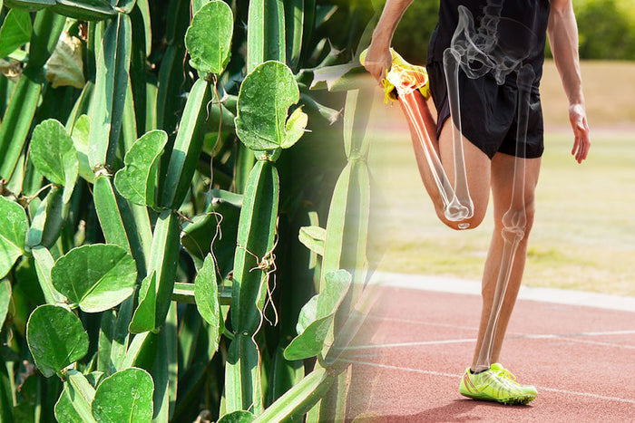 All You Need To Know About Hadjod - Benefits, Dosage and Warning ...