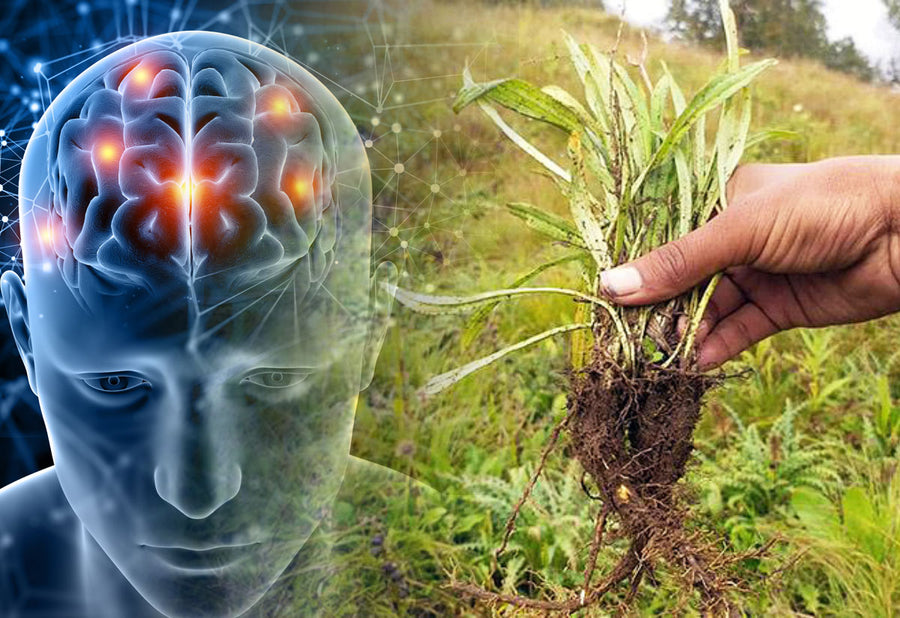 Health Benefits of Jatamansi ( Spikenard ), Uses And Side Effects